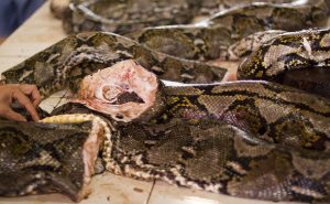 PYTHON MEAT FOR SALE – JAKARTA ANIMAL AID NETWORK
