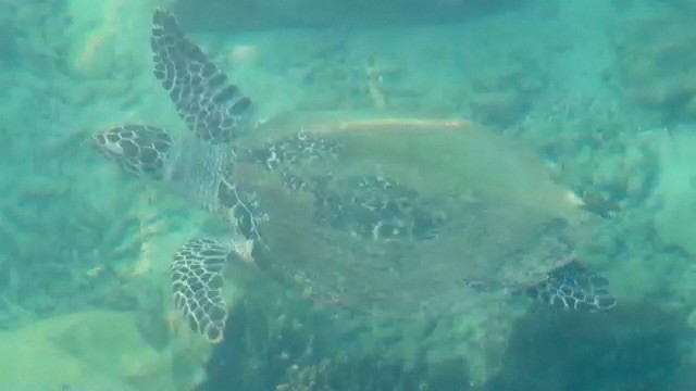 VIDEOS – JAKARTA ANIMAL AID NETWORK